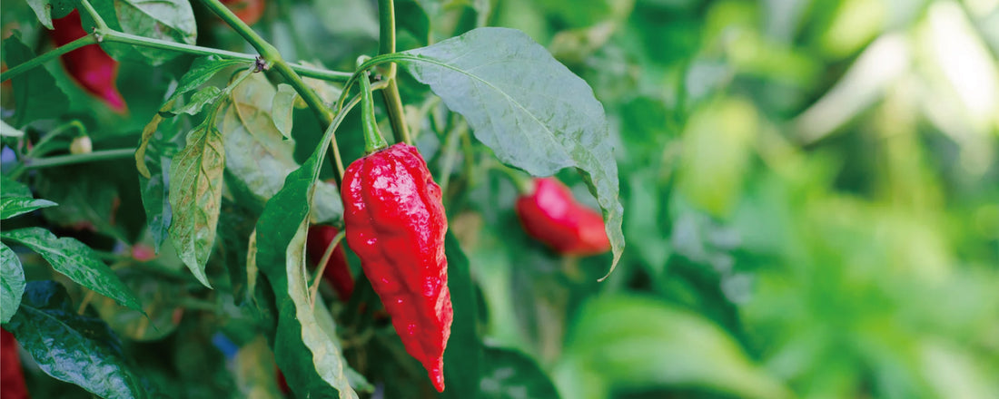 GHOST PEPPER / BHUT JOLOKIA – Hot Sauce Bar
